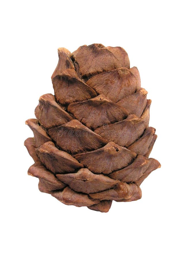 The cedar cone stock photo. Image of spruce, abstract - 18240616