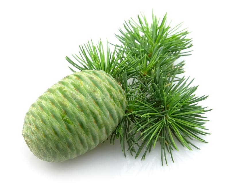 Cedar with the cone stock image. Image of flora, nature - 21980683