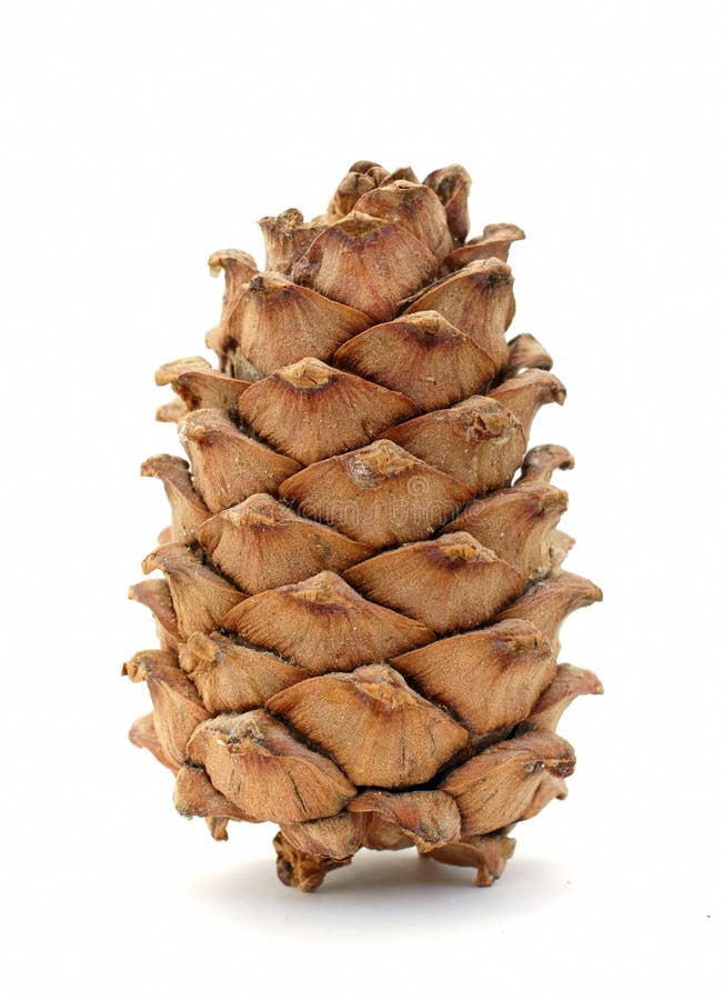 Cedar cone stock photo. Image of brown, food, eating - 23126106