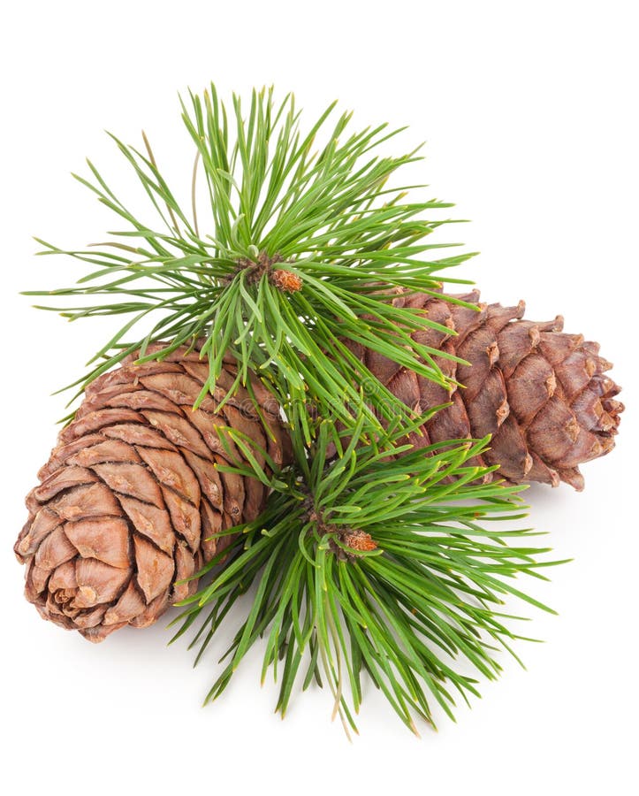 Cedar cone with branch stock image. Image of brown, seed - 94014585