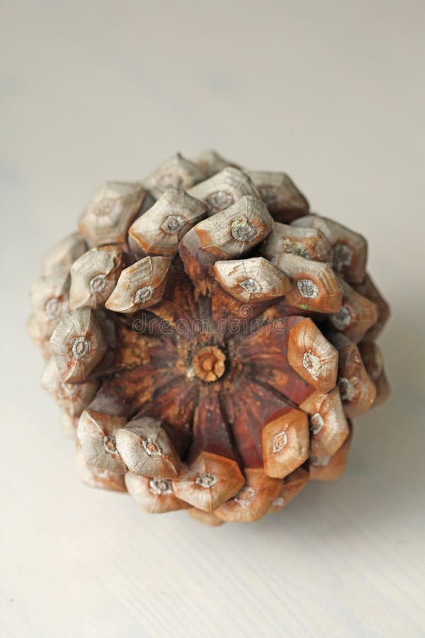 Cedar Cone. Cedar Cone by the Large Plan. Stock Photo - Image of ...