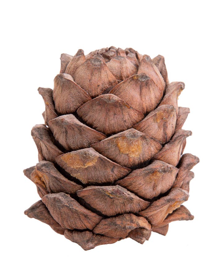 Cedar cone close-up stock photo. Image of nature, natural - 168803286