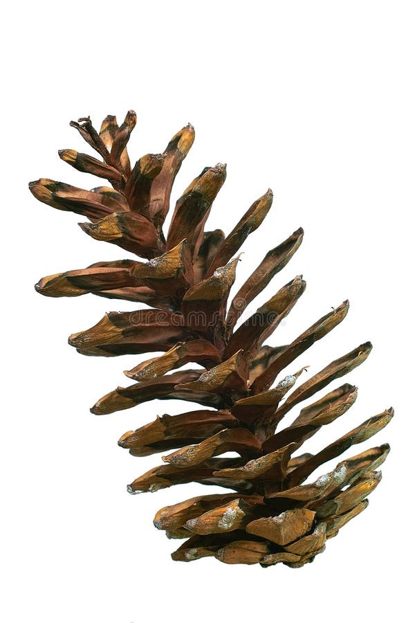Cedar cone close-up image. stock photo. Image of pine - 4017384