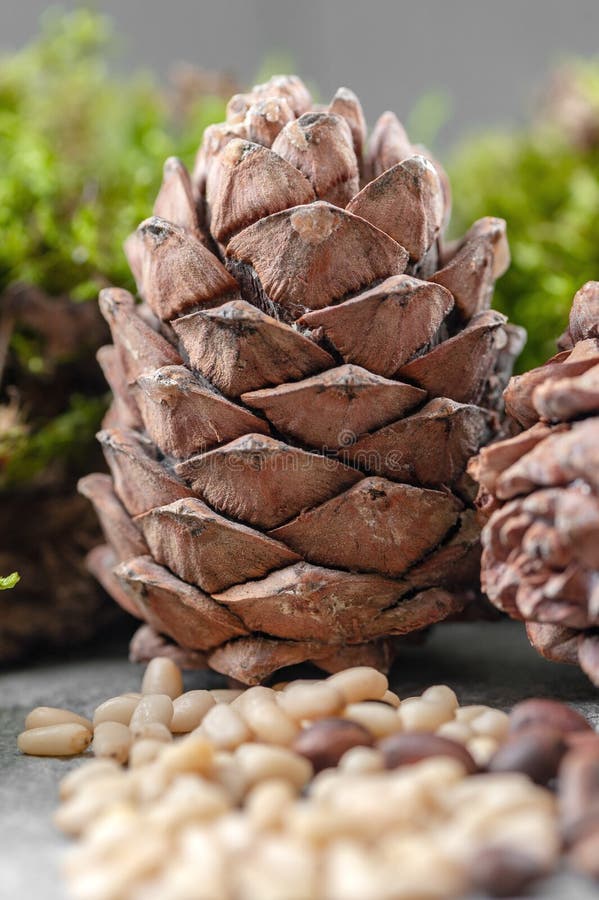 Cedar Cone Closeup on a Gray Background Stock Photo - Image of food ...