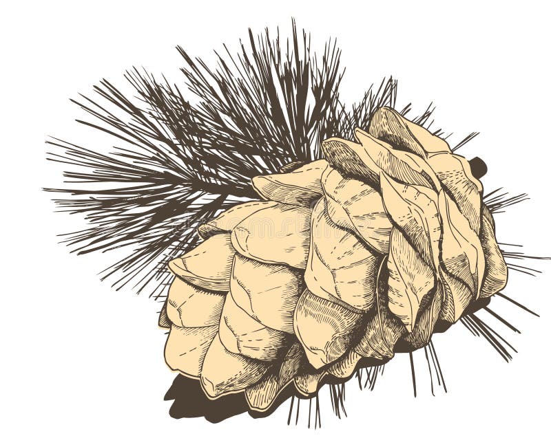 Cedar Cone, Engraving Style Stock Vector - Illustration of drawing ...