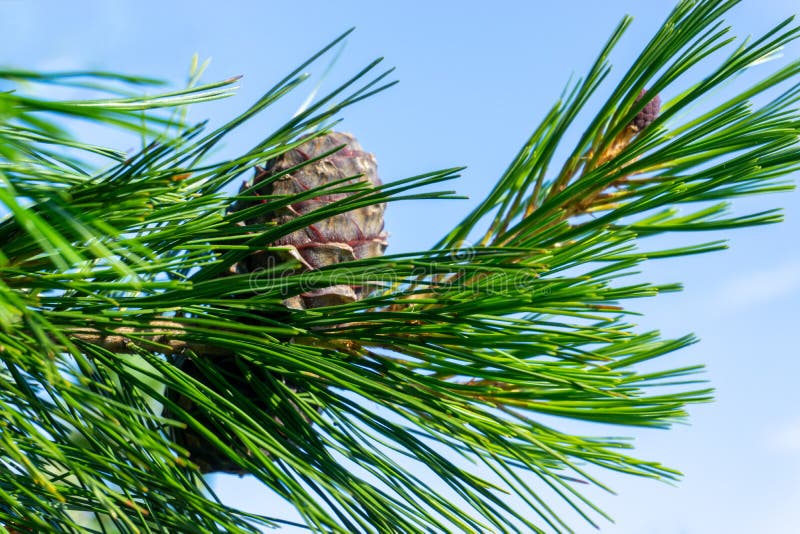Cedar Cone on a Fluffy Coniferous Branch Stock Image - Image of cedar ...