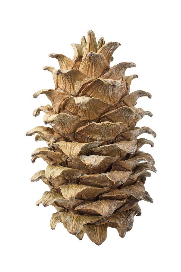 Cedar Cone Isolated on White Background. Closed Stock Photo - Image of ...