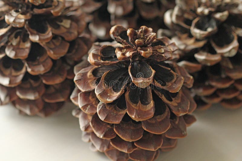 Cedar Cone. Cedar Cone by the Large Plan. Stock Photo - Image of object ...