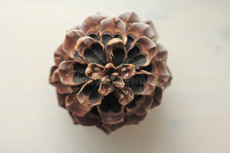 Cedar Cone. Cedar Cone by the Large Plan. Stock Photo - Image of ...