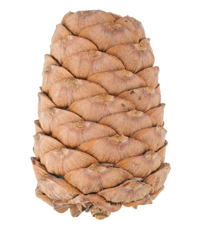 Cedar cone with branch stock image. Image of brown, seed - 94014585