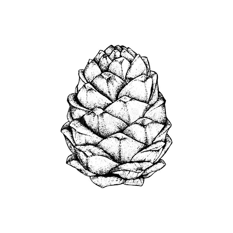 Cedar Cone, Sketch For Your Design Stock Vector - Illustration of ...