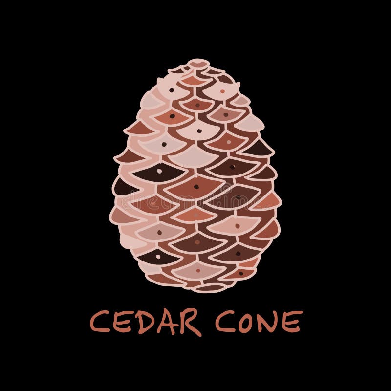 Cedar Cone, Sketch for Your Design Stock Vector - Illustration of ...