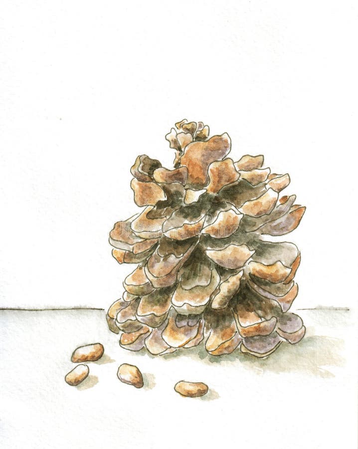 Cedar cone stock illustration. Illustration of cedar - 46523491