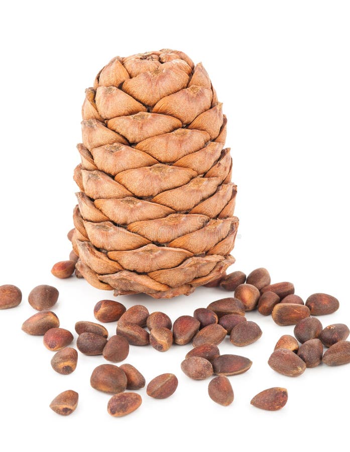 Cedar cone stock image. Image of food, volatile, plant - 81674665
