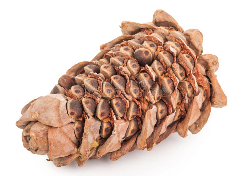 Cedar cone stock image. Image of spruce, volatile, brown - 81711447