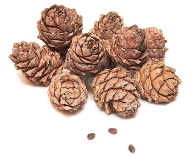 Cedar cones stock photo. Image of plant, shape, close - 14621596