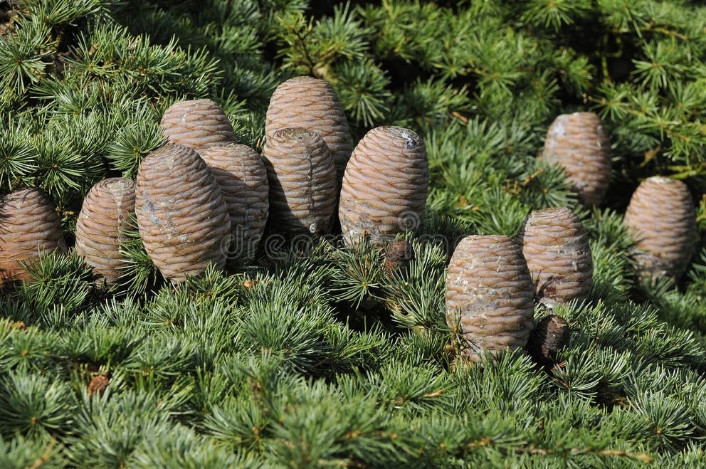 Cedar Cones stock image. Image of cedrus, tree, libani - 18414569