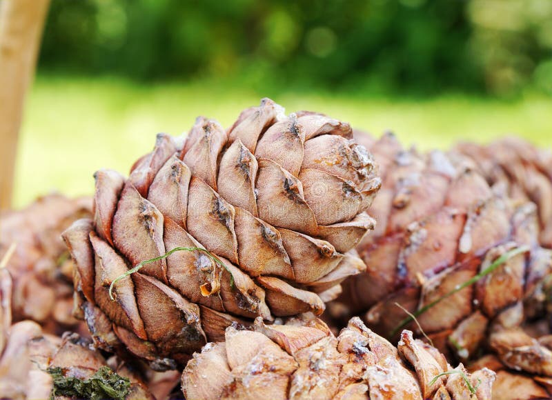 Cedar cones stock image. Image of natural, brown, white - 23081443