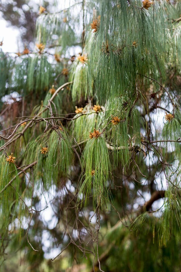 Cedar Cones on a Branch in Summer Stock Image - Image of cone, flora ...
