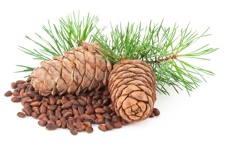 Cedar cones stock image. Image of cone, white, platter - 16788463
