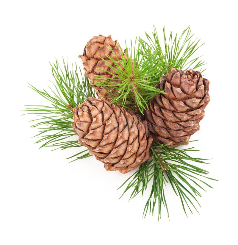 Cedar cones with branch stock photo. Image of branch - 94018314