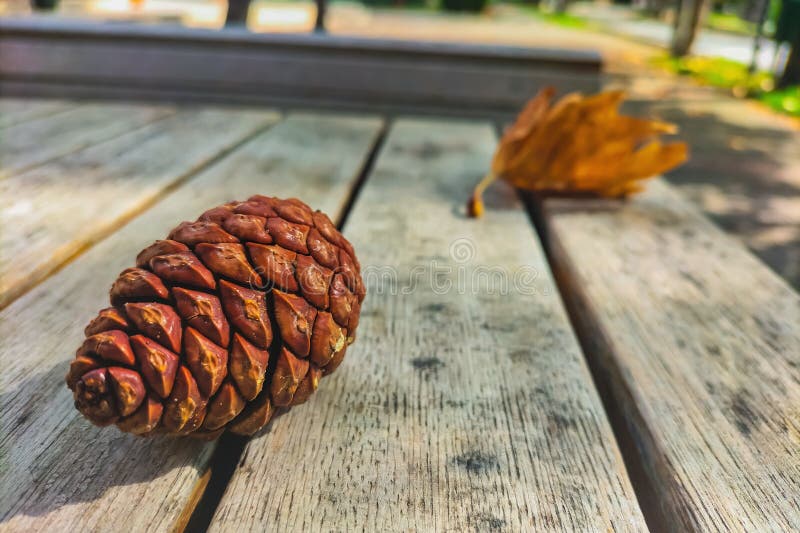 Maple Leaf Learning Logo Stock Photos - Free & Royalty-Free Stock ...