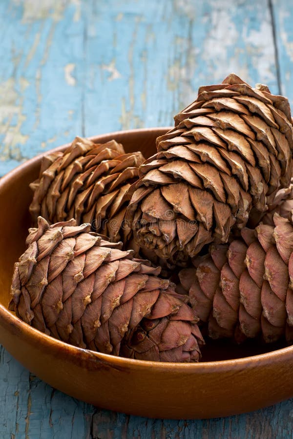 Cedar Cones with Pine Nuts in a Bowl Stock Image - Image of bowl, tree ...