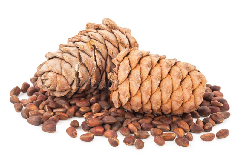 Cedar cones with branch stock photo. Image of branch - 94018314