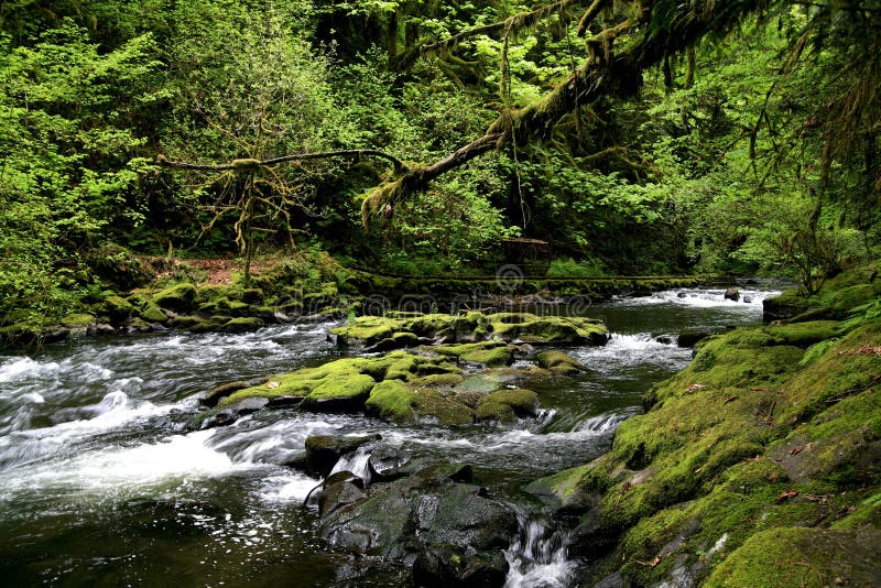 Cedar Creek stock image. Image of stream, trees, pioneer - 2919877