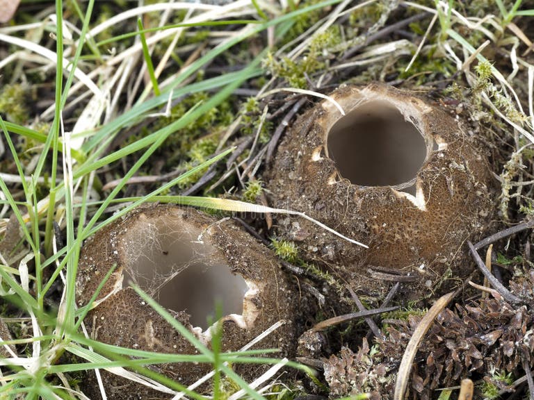 The Cedar Cup stock image. Image of geopora, forest - 196023143