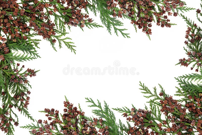 Cedar Cypress Border stock photo. Image of decoration - 59677528
