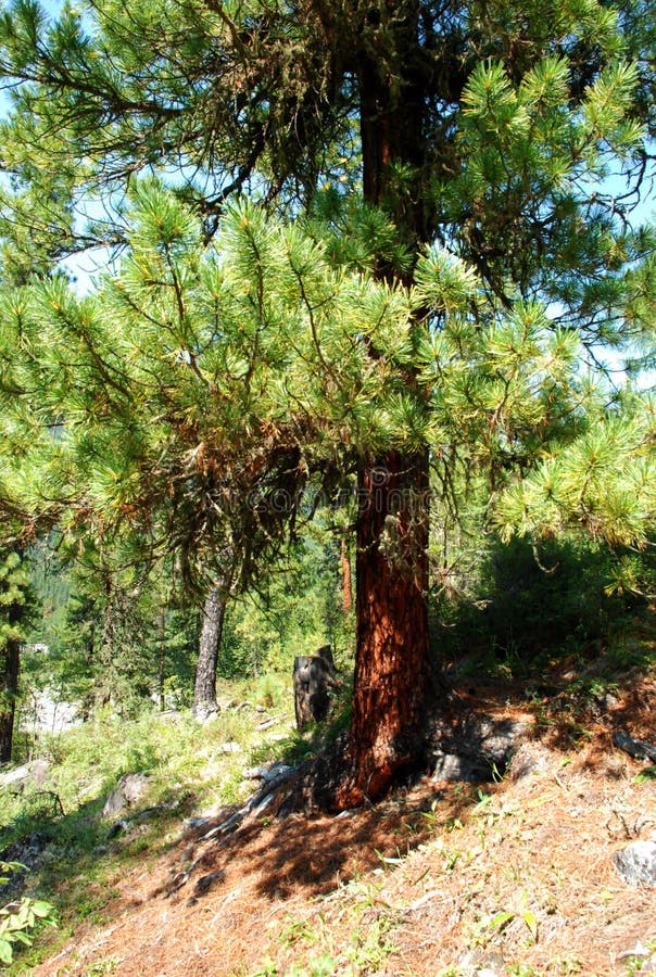 Cedar, Dew, Tree, Russia, Baikal, Altay, Journey Stock Photo - Image of ...
