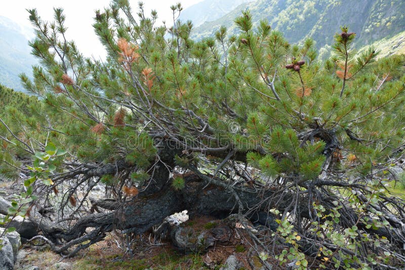 Cedar Elfin Wood on the Slopes of the Barguzin Range Stock Image ...