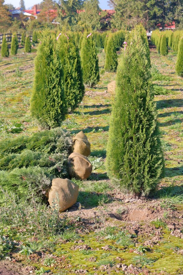 Cedar Farm Business Y Cedar Bushes Foto de archivo - Imagen de planta ...