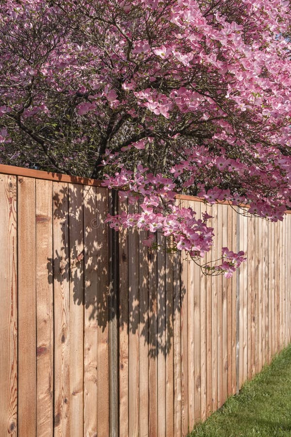 Cedar Fence and Flowering Tree Gresham Oregon Stock Image - Image of ...