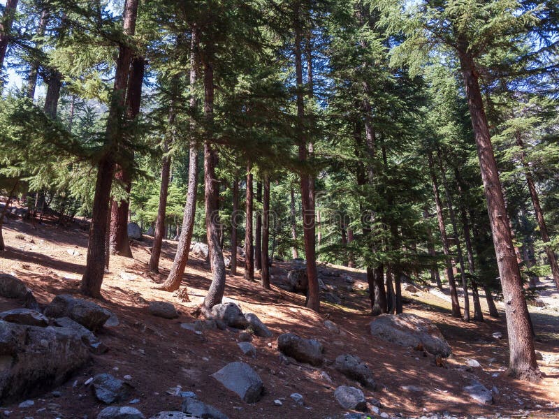 Cedar Forest on the Kalam Hills Stock Image - Image of texture, remote ...