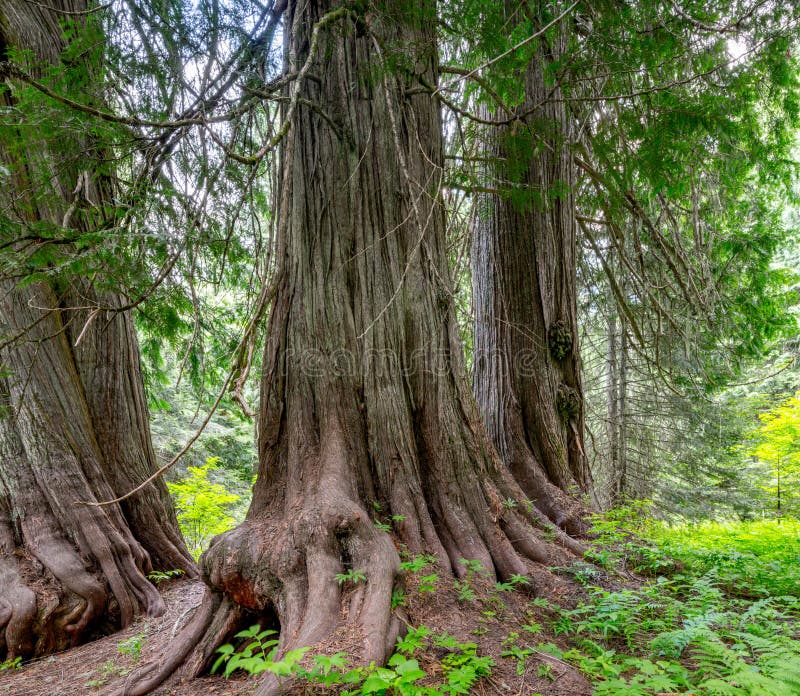 Cedar Forest with Large Trees and Green Ground Cover Stock Image ...