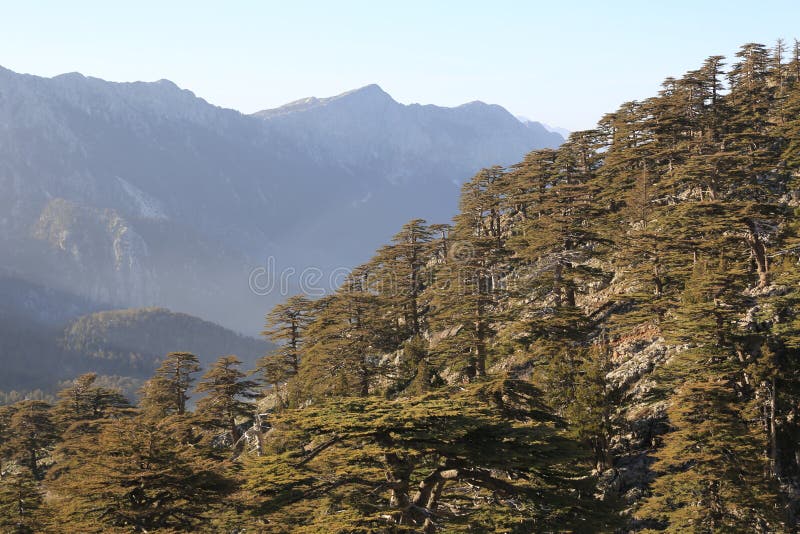 Cedar Forest on Mountains Slope in Turkey Stock Photo - Image of green ...