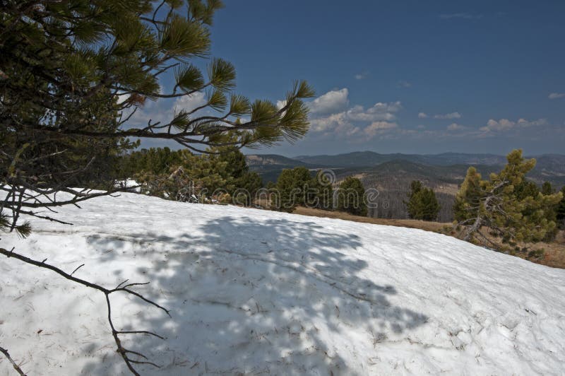 The Cedar Forest in the Mountains in Early Spring Stock Photo - Image ...