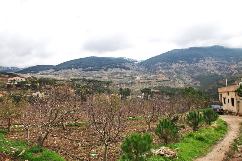 The Cedar Forest in Mountains of Lebanon Stock Photo - Image of rare ...