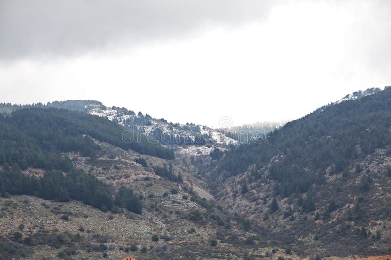The Cedar Forest in Mountains of Lebanon Stock Photo - Image of scene ...