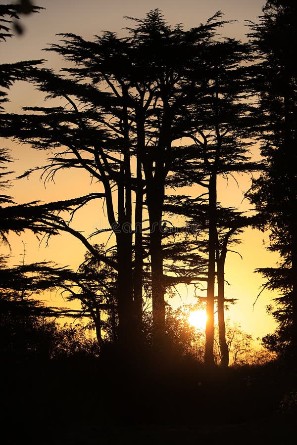Cedar Forest Sunset stock image. Image of lebanon, cedars - 239122955