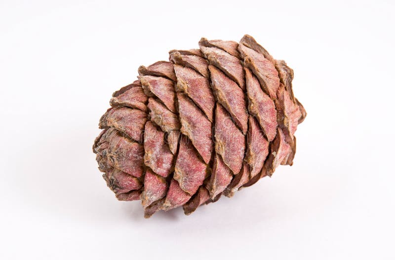 Cedar fruit stock image. Image of needles, meal, shell - 12563641