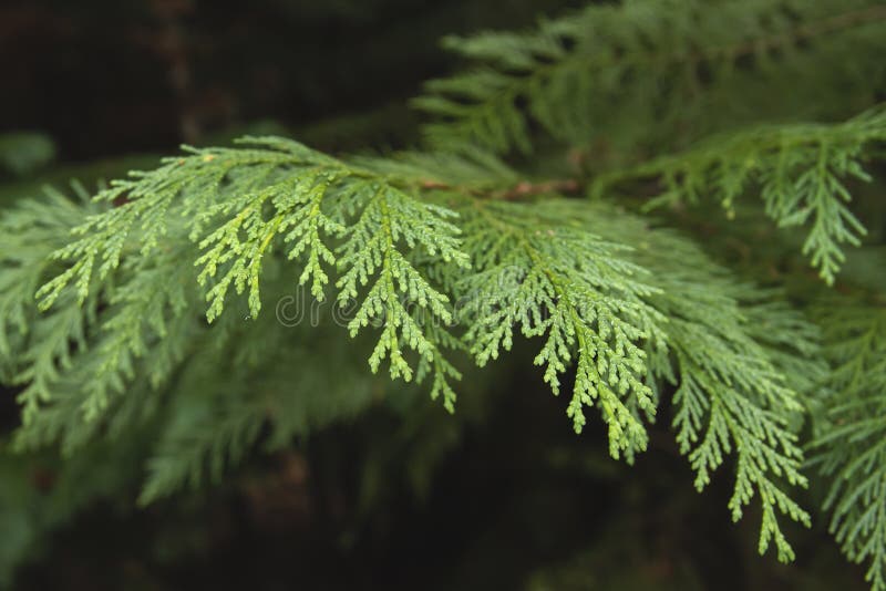 Cedar green foliage stock image. Image of close, foliage - 190380909