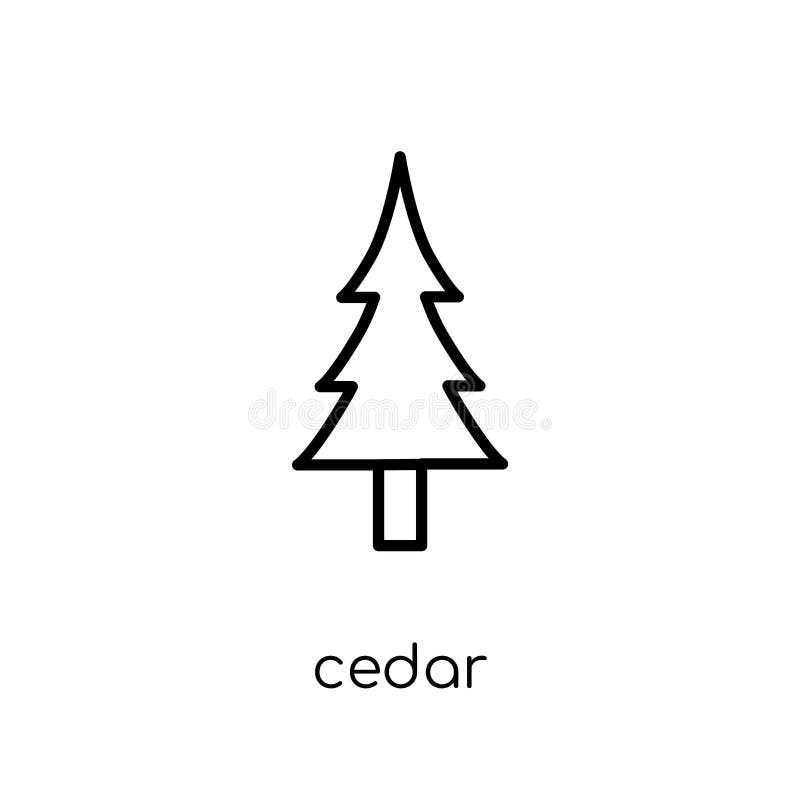 Cedar Icon. Trendy Modern Flat Linear Vector Cedar Icon on White Stock ...