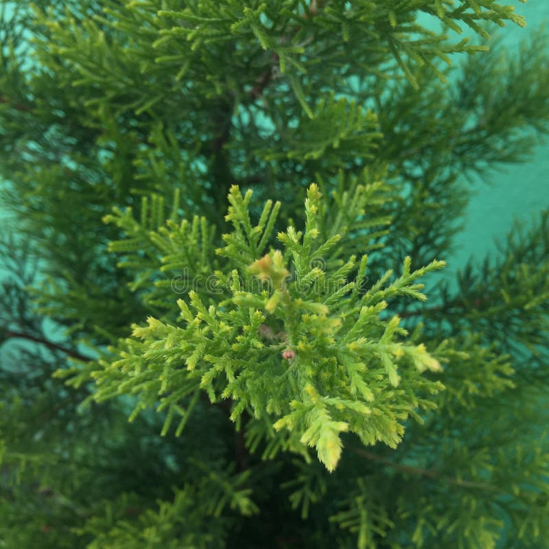 Cedar image | cedar tree stock image. Image of tree - 234058539