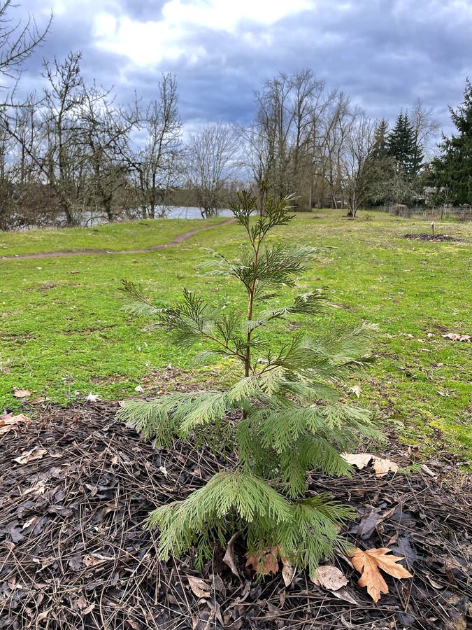 Cedar Incense Tree Sapling 01 Stock Image - Image of natural, cedar ...