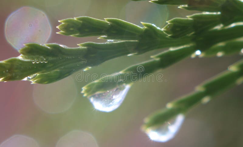 Cedar Inside the Bubble of a Cedar Stock Photo - Image of can1 ...