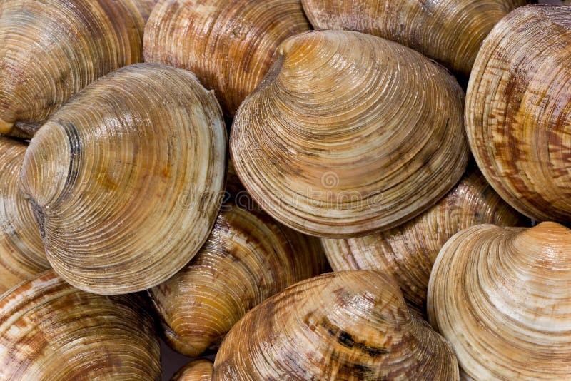 Cedar Key Clams stock image. Image of cooking, food, shellfish - 21164393