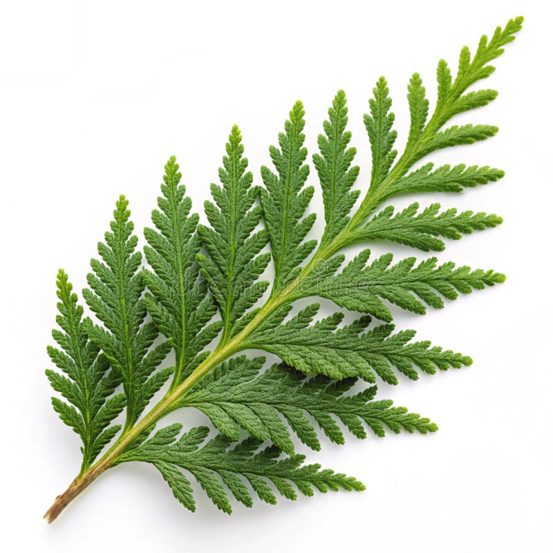 Cedar Leaf Stock Illustrations – 7,612 Cedar Leaf Stock Illustrations ...